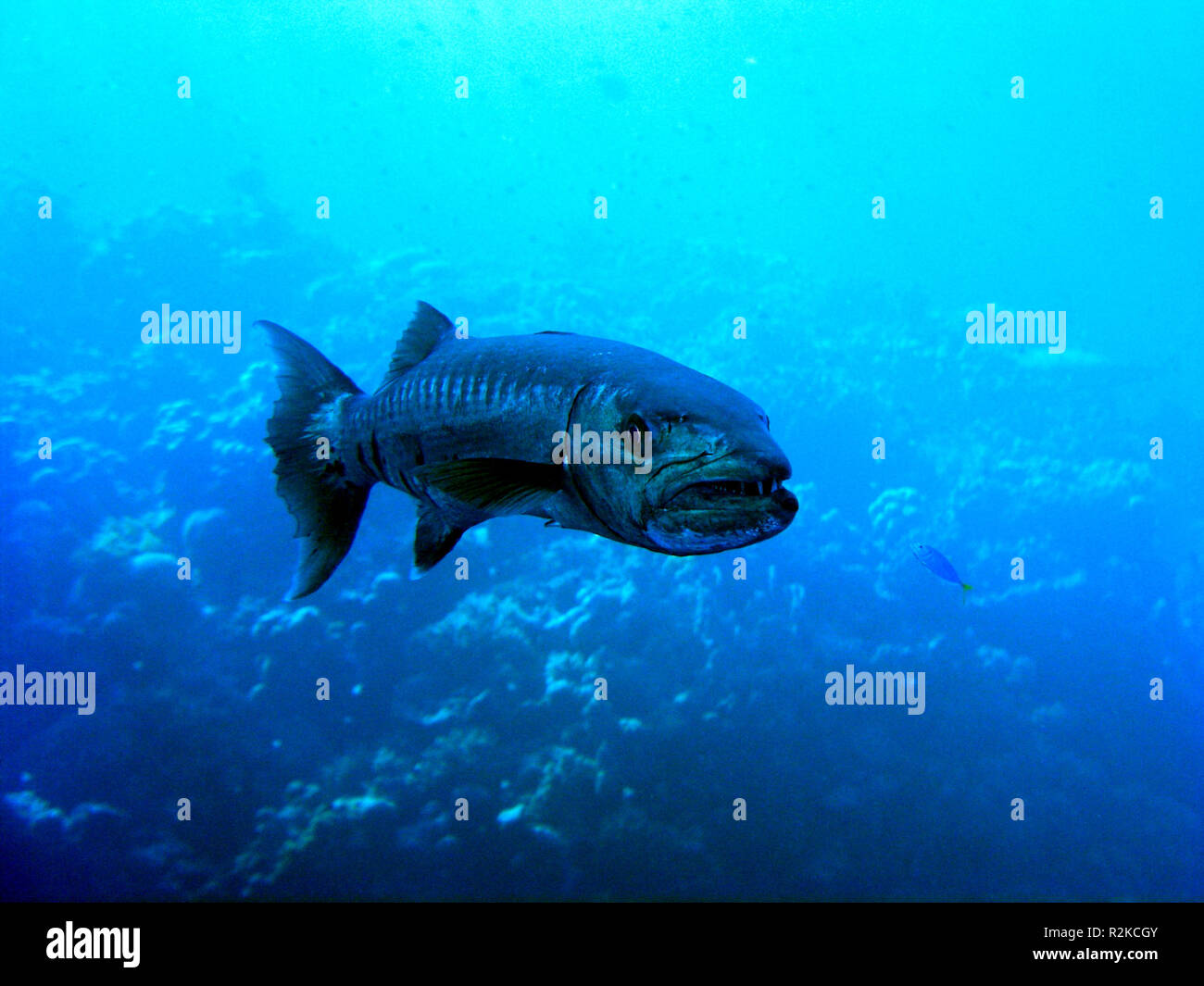 Barrakuda hi-res stock photography and images - Alamy