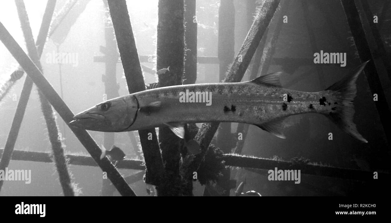 Great barracuda sphyraena egypt hi-res stock photography and images - Alamy