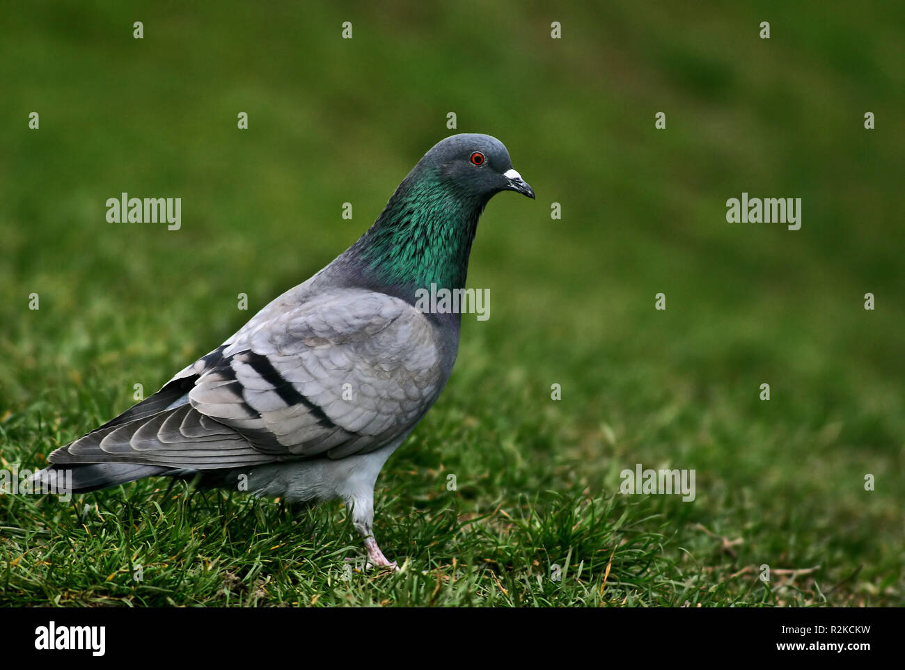 Sehenswa r hi-res stock photography and images - Alamy