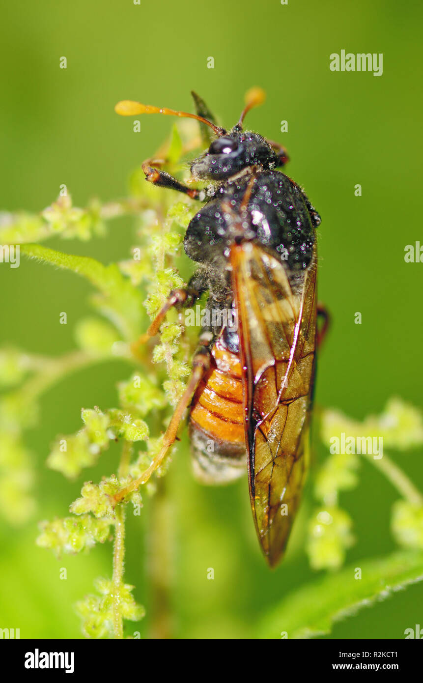 Loud insect hi-res stock photography and images - Alamy