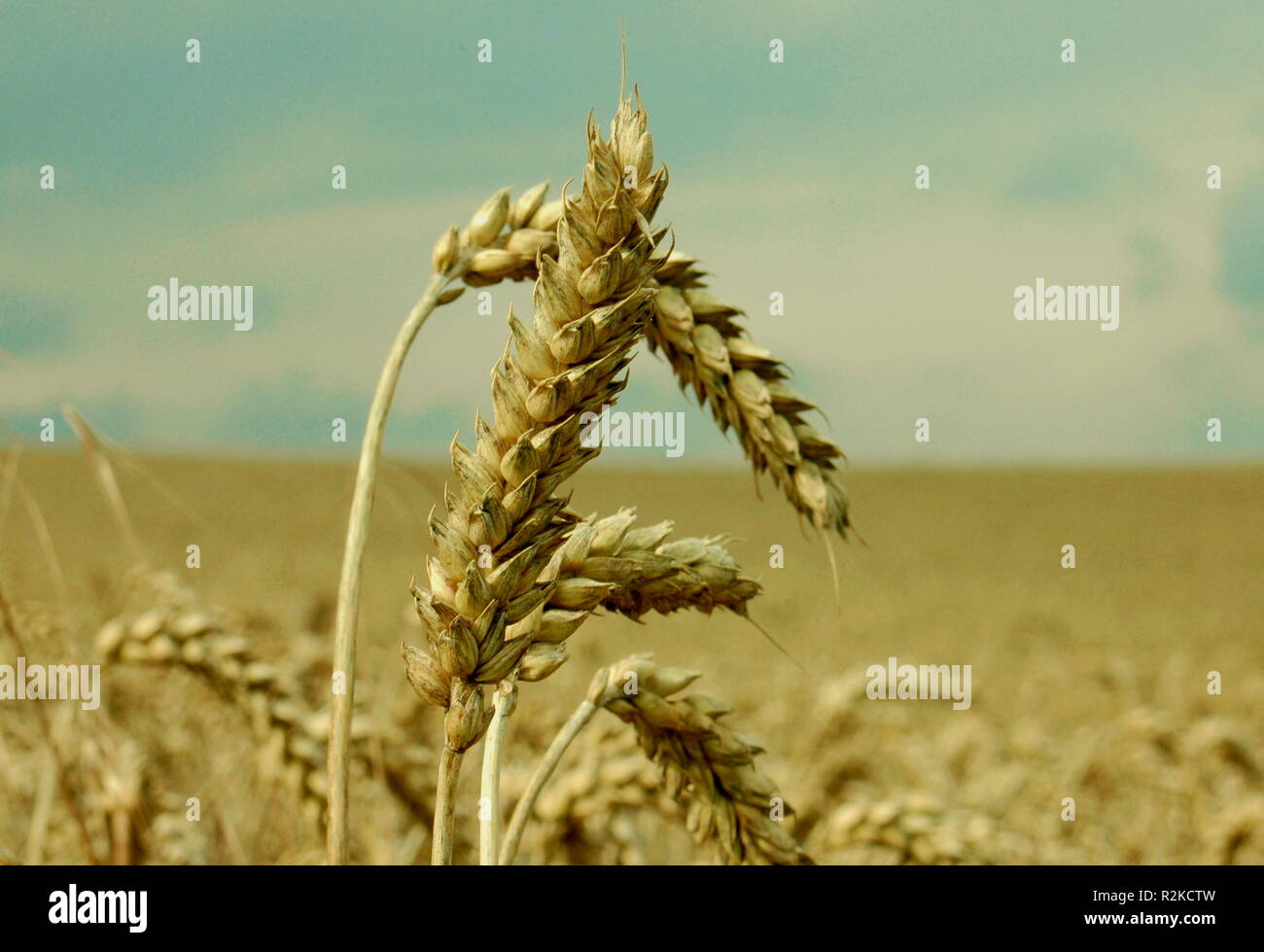 Rye centre punch hi-res stock photography and images - Alamy