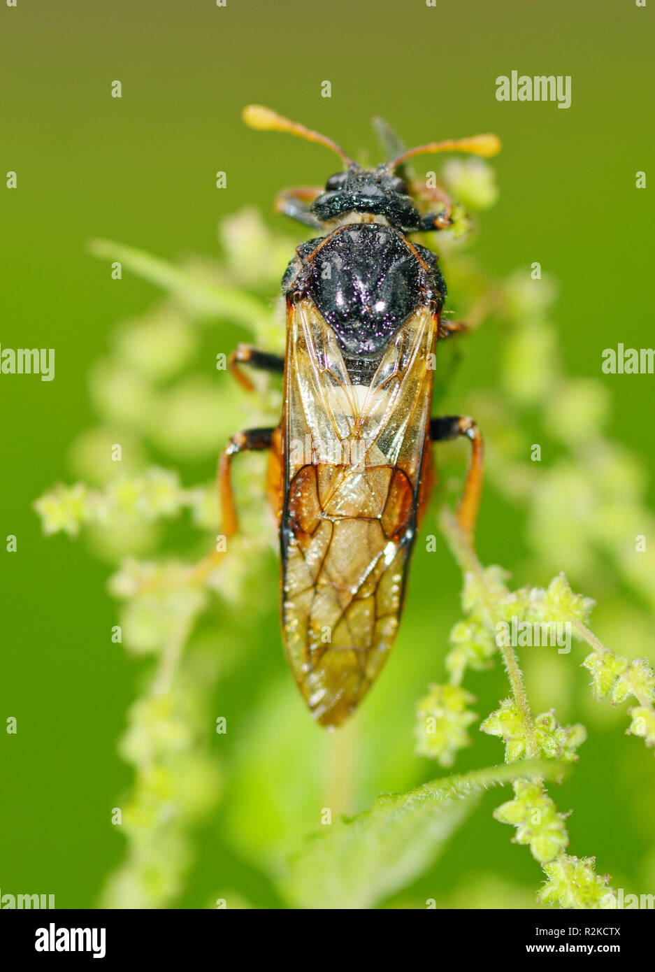 Meadow insect Cicada.They are very loud to chirp.Destroy crops in the ...