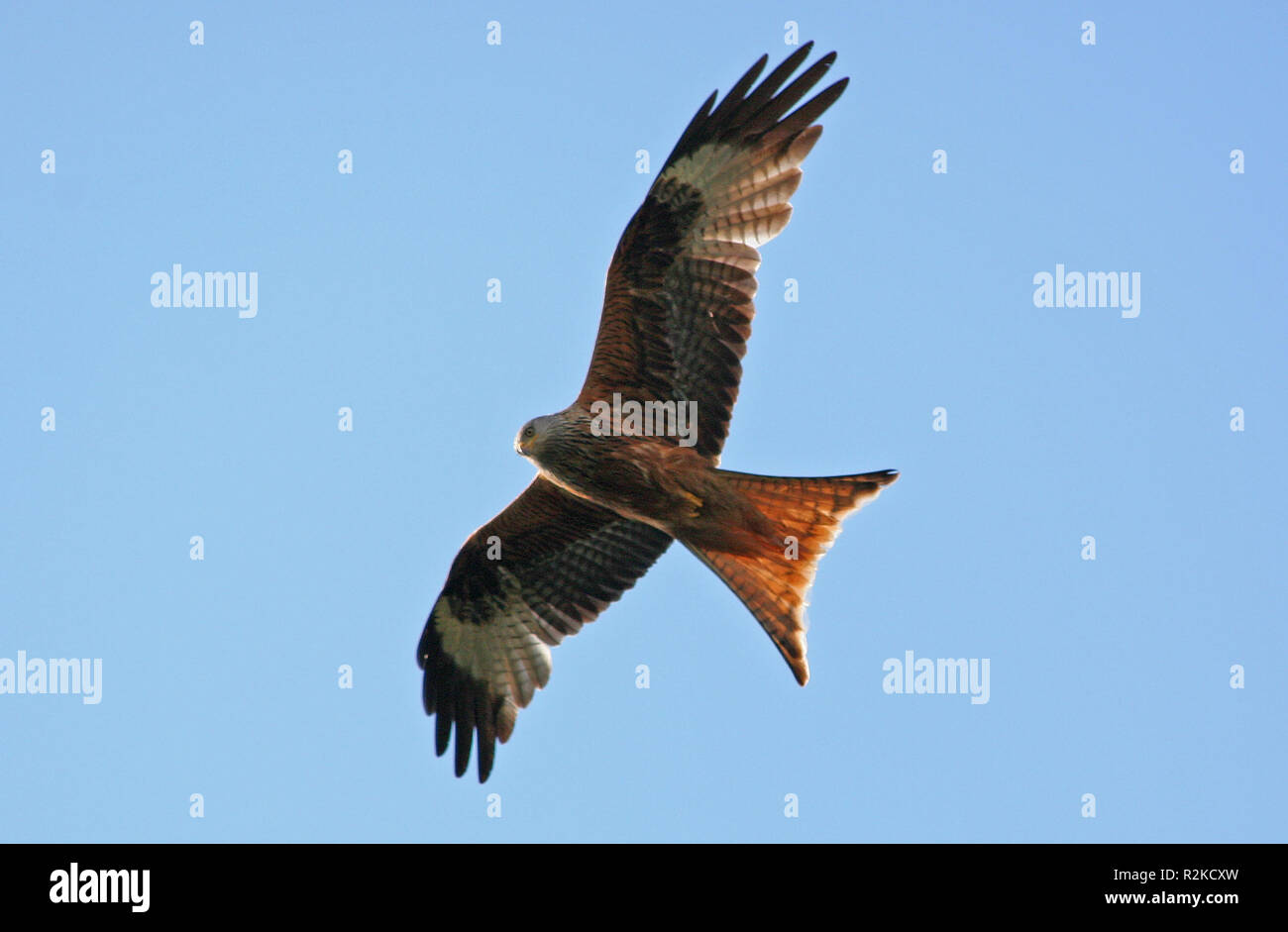 Roter milan hi-res stock photography and images - Alamy