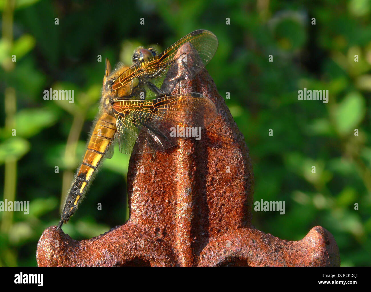 Large dragonfly at rest hi-res stock photography and images - Alamy