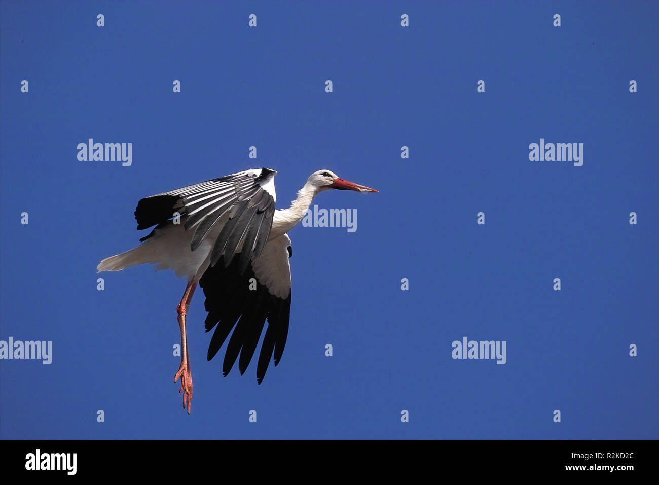 Stork ring hi-res stock photography and images - Alamy