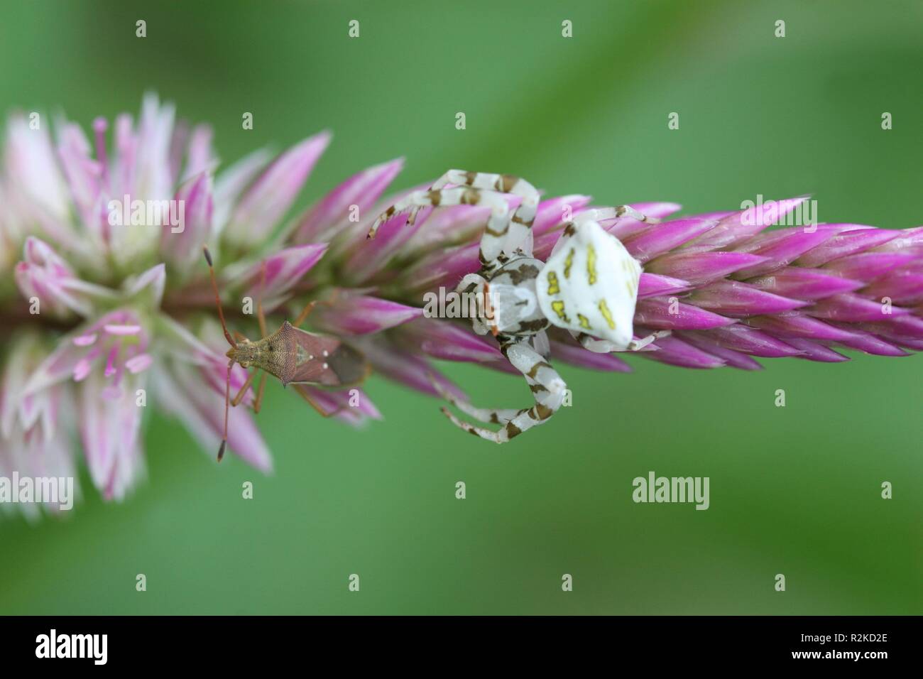 Close view spider victim hi-res stock photography and images - Alamy