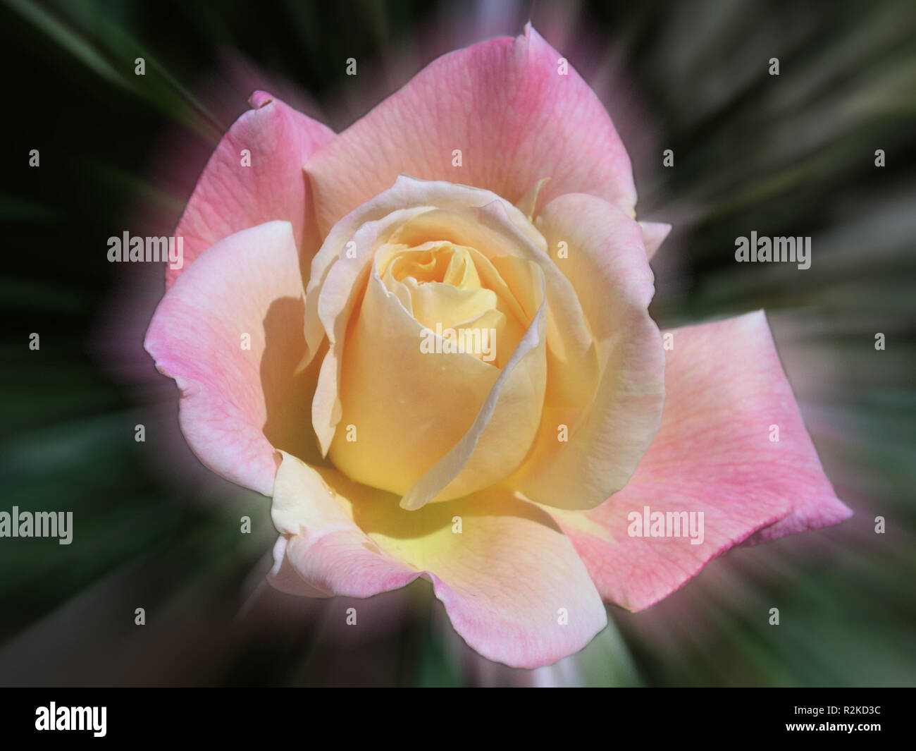 High rose hi-res stock photography and images - Alamy