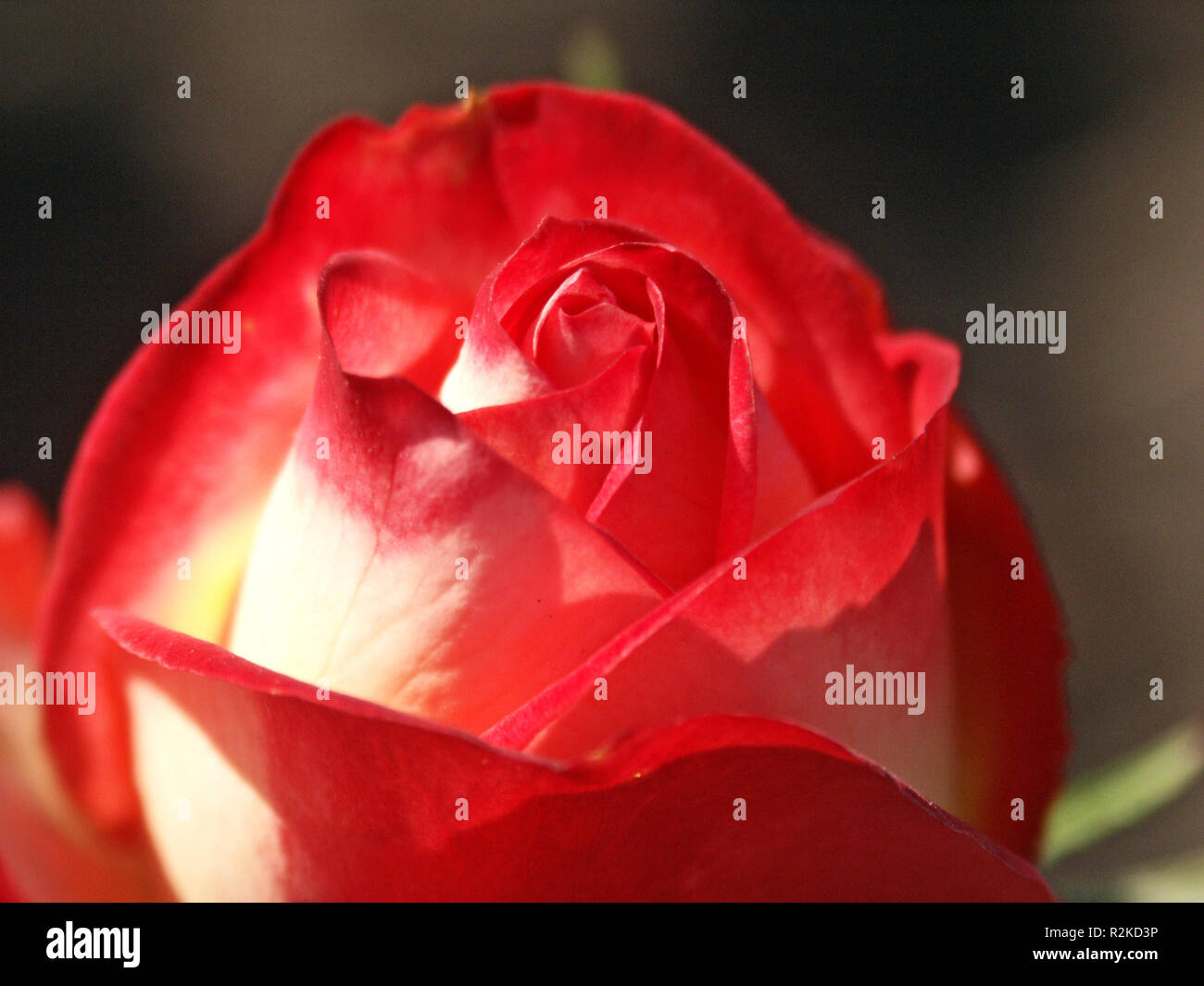 Rosenmakro hi-res stock photography and images - Alamy