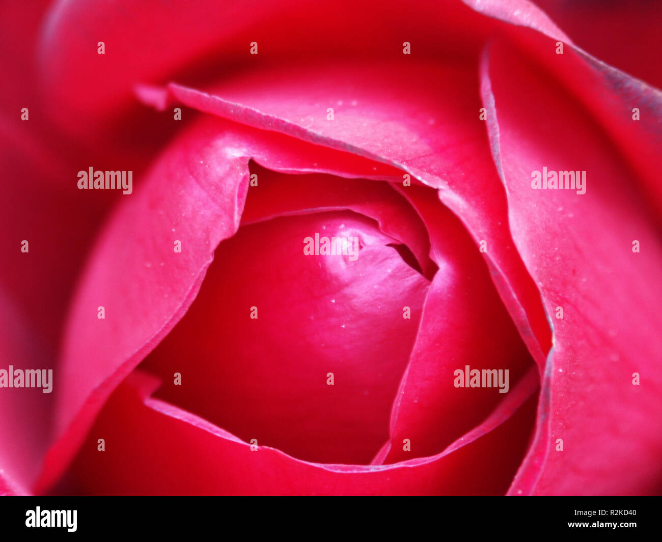 rose in pink Stock Photo - Alamy