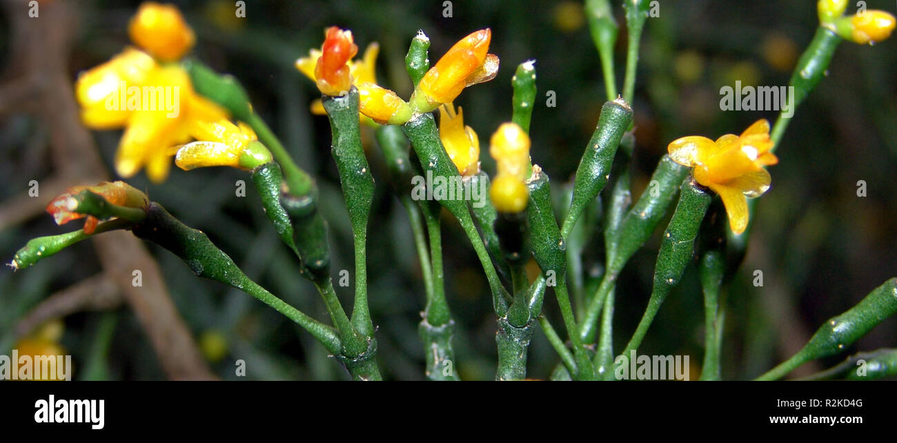 Gelenkkaktus hi-res stock photography and images - Alamy