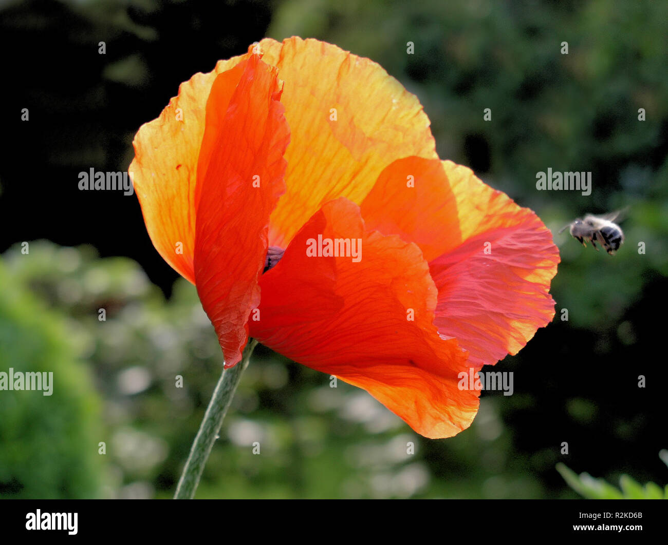approach for landing poppy Stock Photo - Alamy