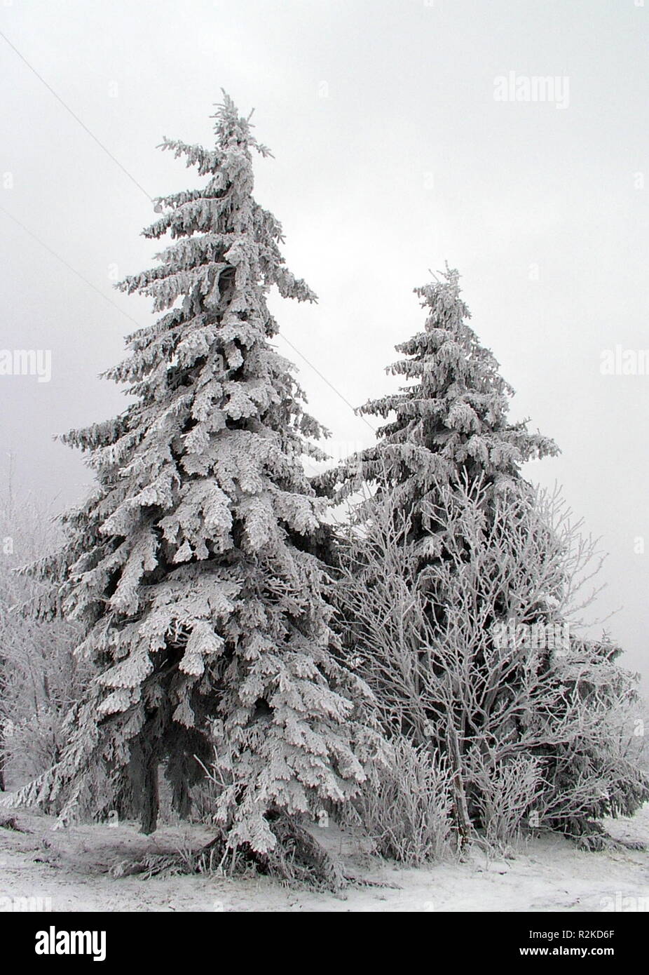 covered pine trees Stock Photo - Alamy