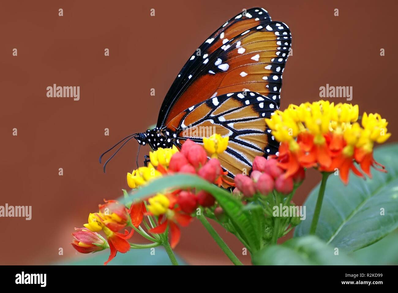 Profile of monarch butterfly hi-res stock photography and images - Alamy