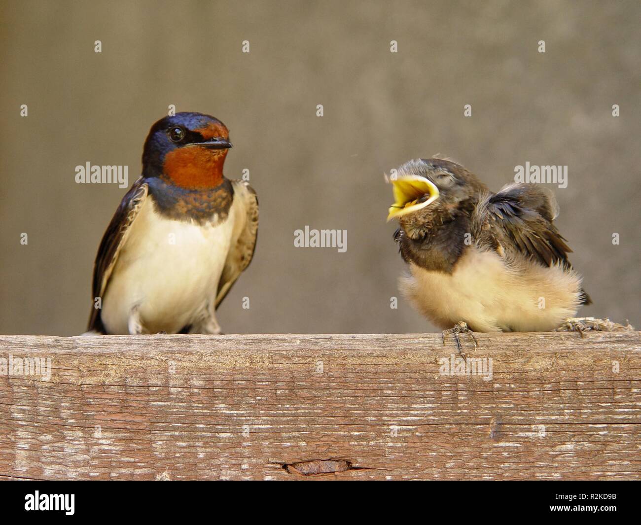 smoke swallows 1 Stock Photo - Alamy