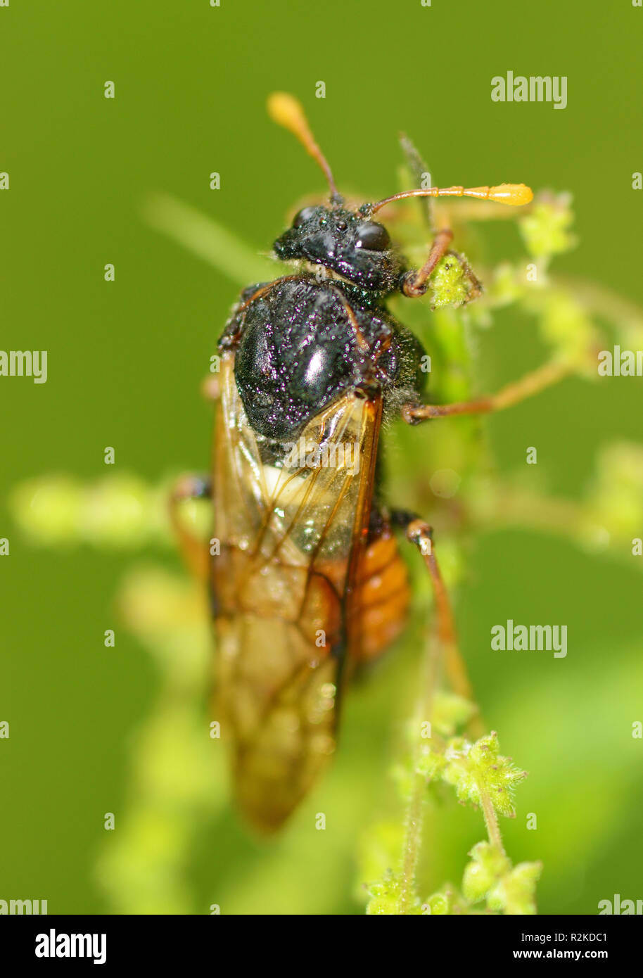 Meadow insect Cicada.They are very loud to chirp.Destroy crops in the ...