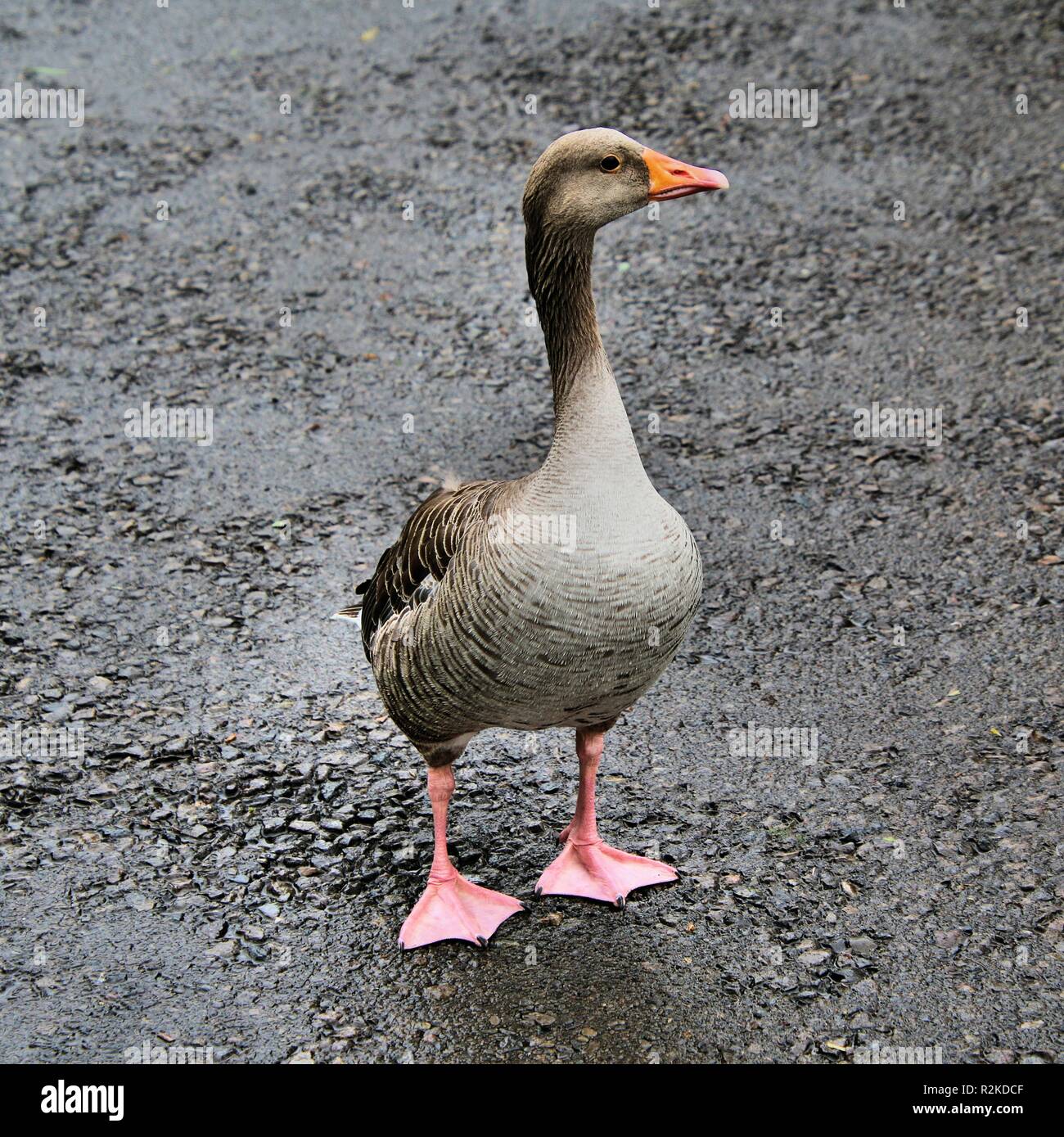Grelag goose hi-res stock photography and images - Alamy