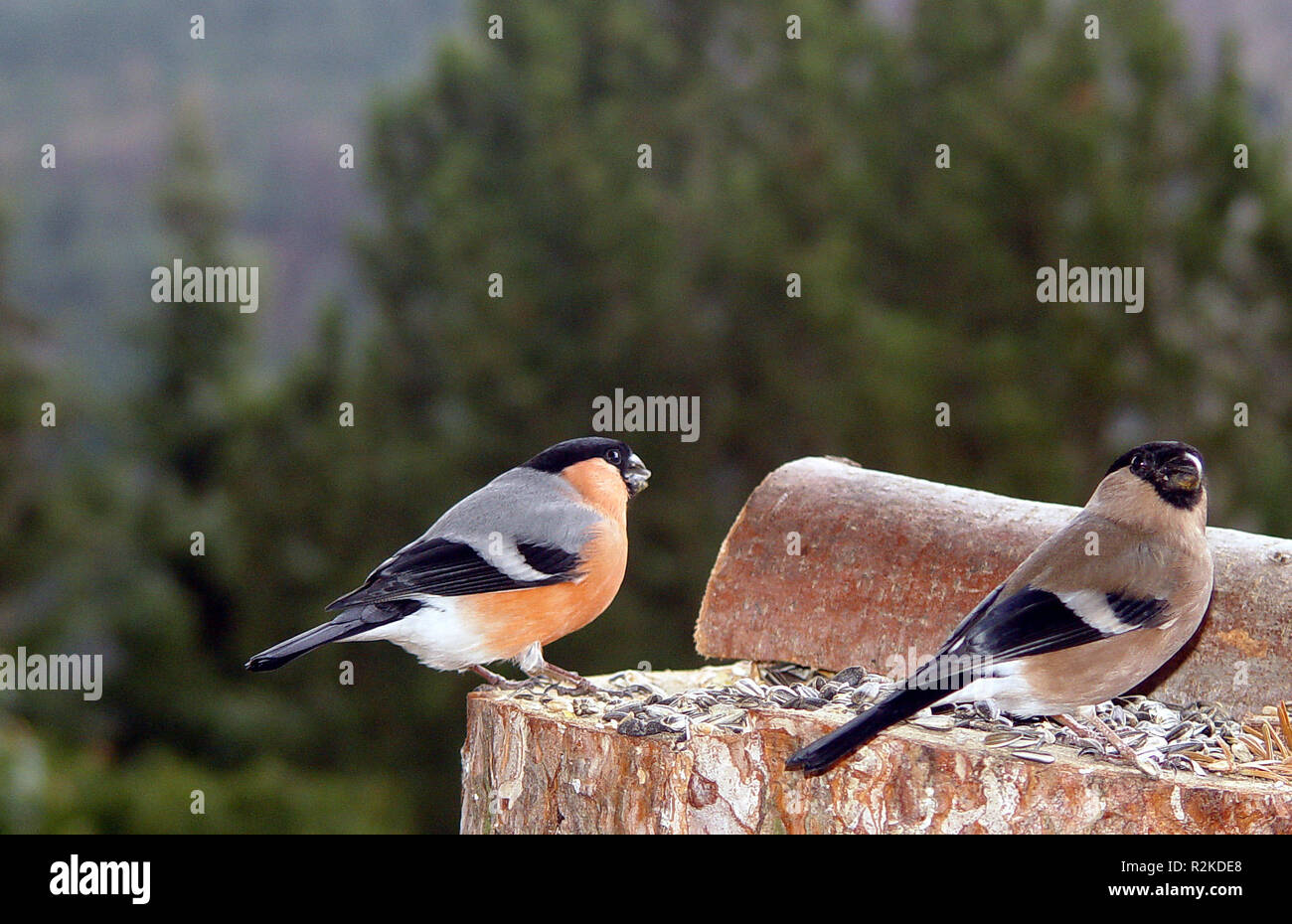 Bullfinch pair hi-res stock photography and images - Alamy