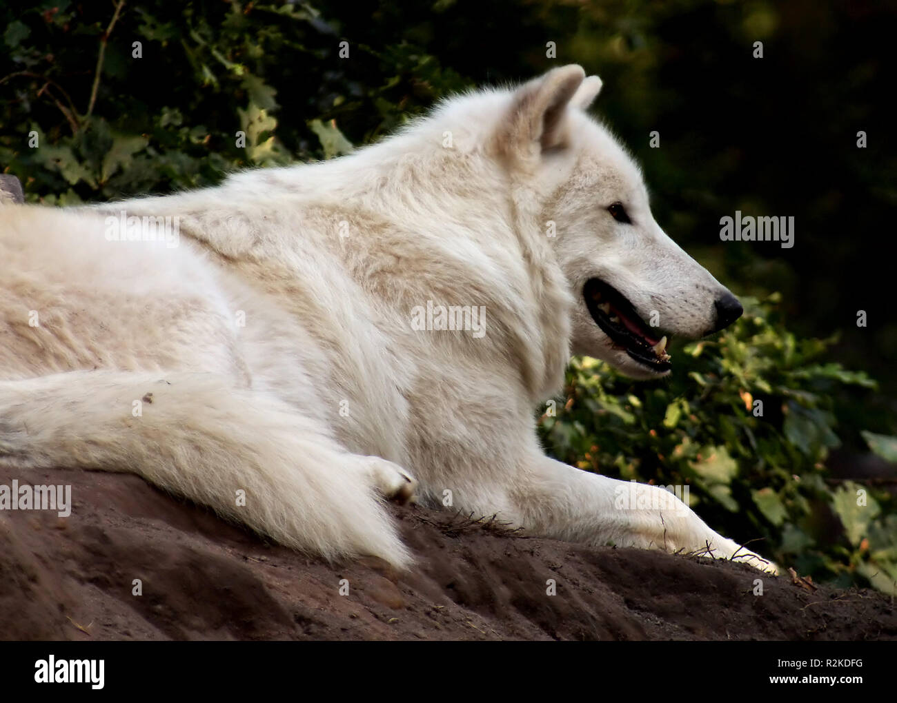 Polarwolf hi-res stock photography and images - Alamy