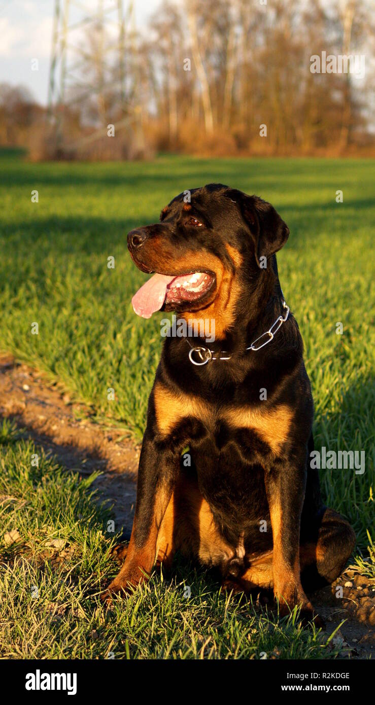 Devil black dog hi-res stock photography and images - Alamy