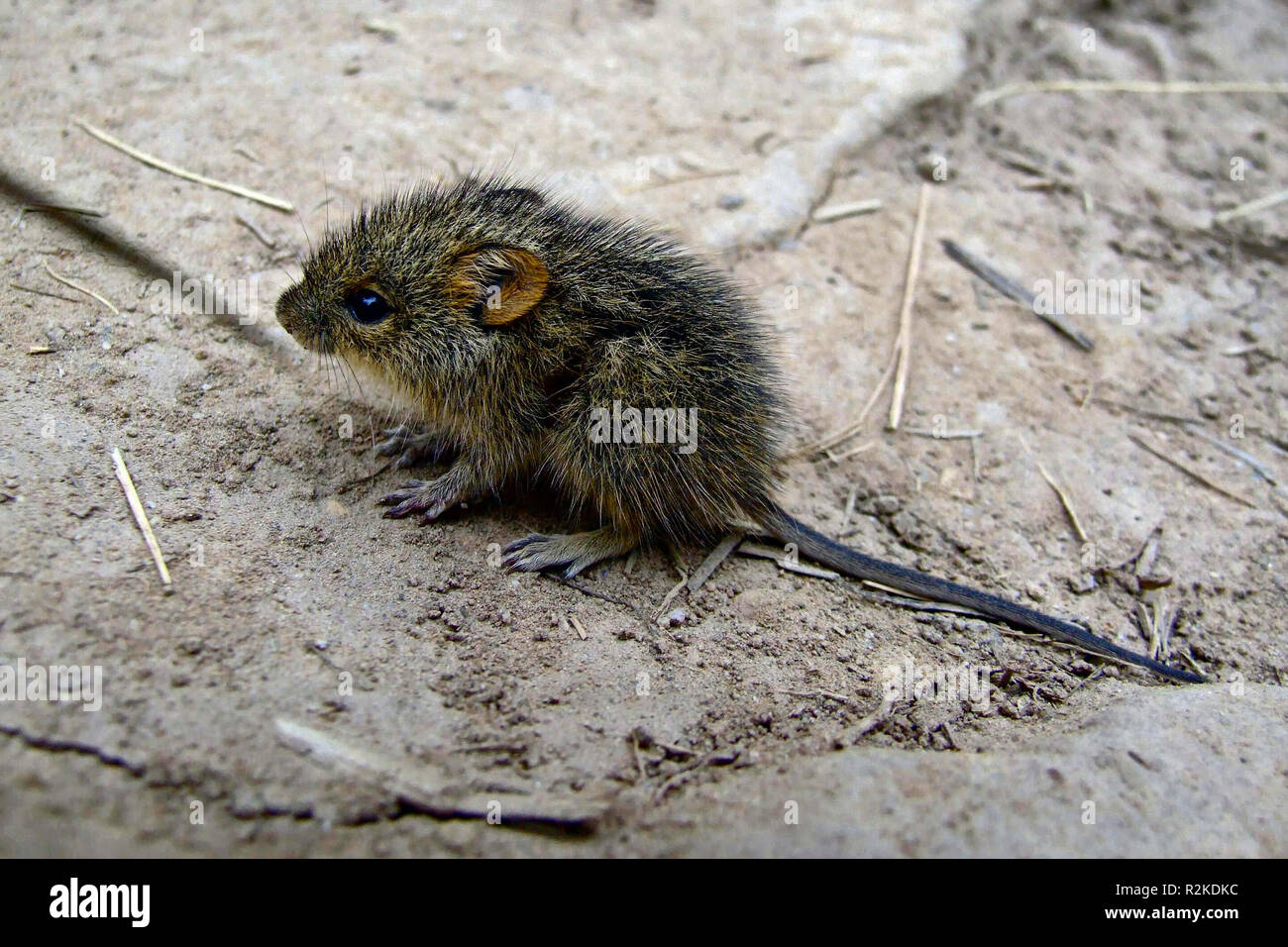 Small organ hi-res stock photography and images - Alamy
