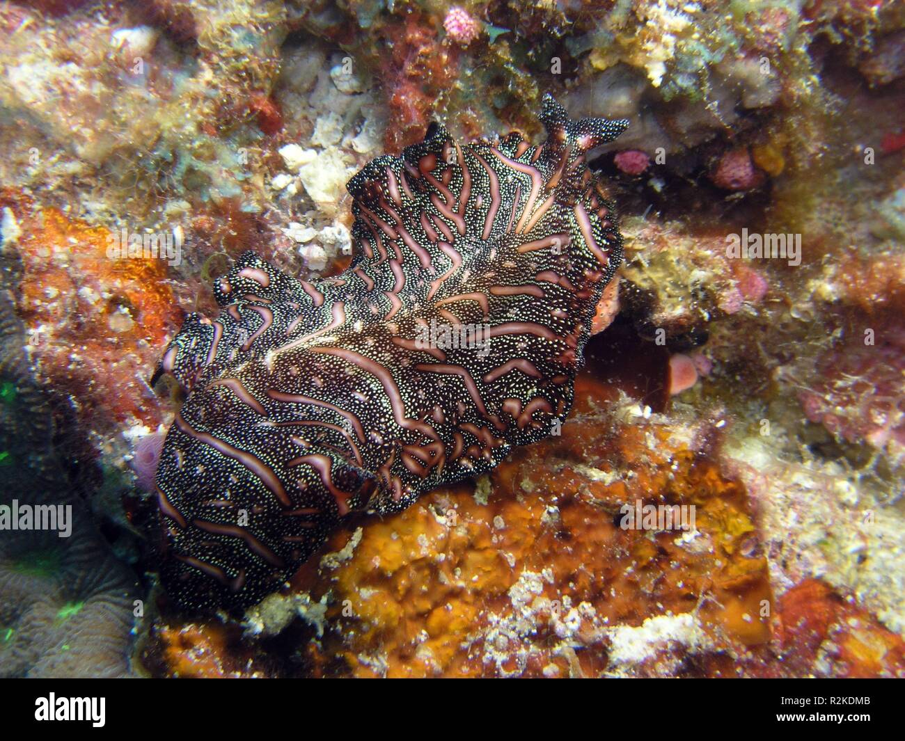 Strudelwurm hi-res stock photography and images - Alamy