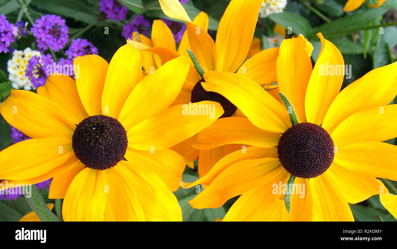 Rauer hi-res stock photography and images - Alamy