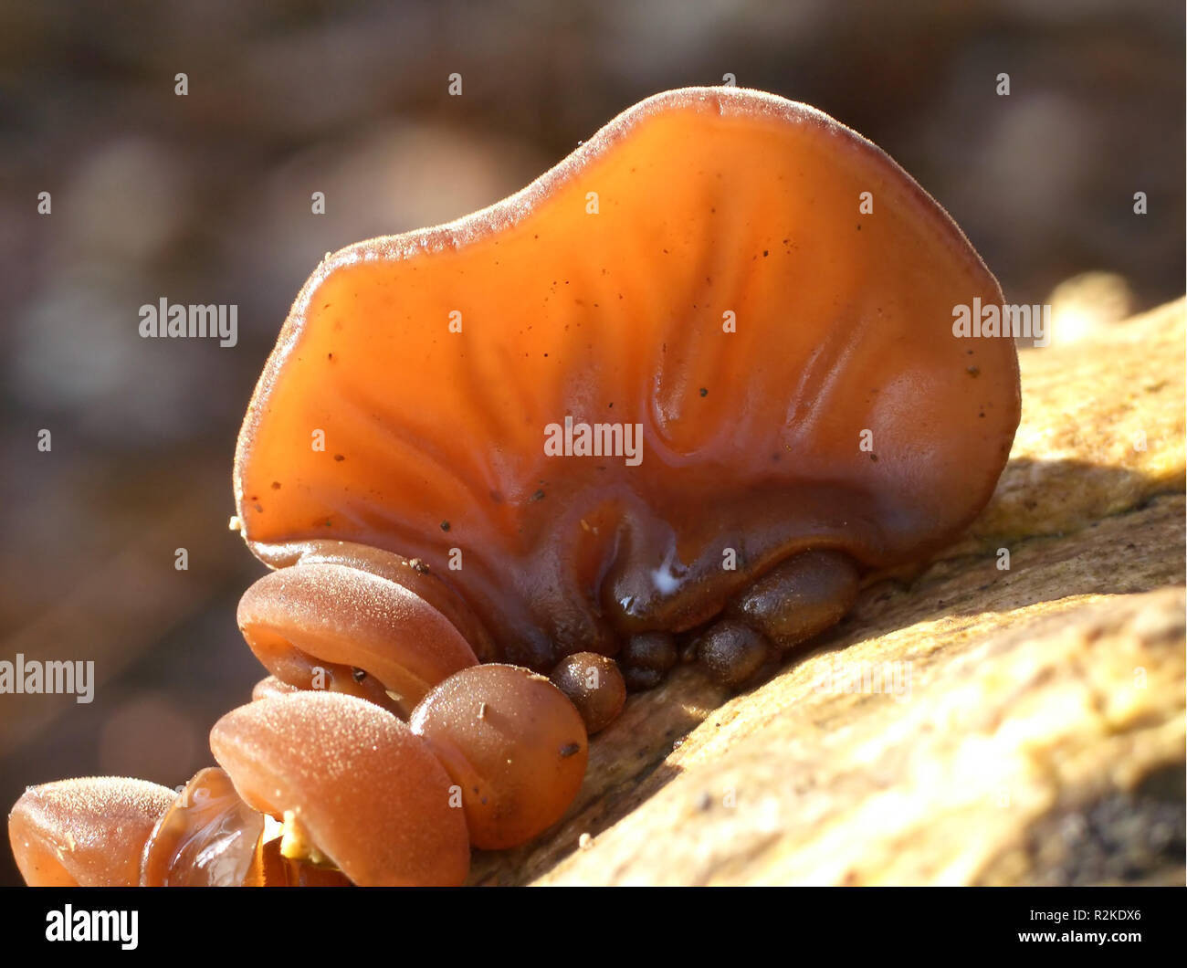 Judasohr hi-res stock photography and images - Alamy