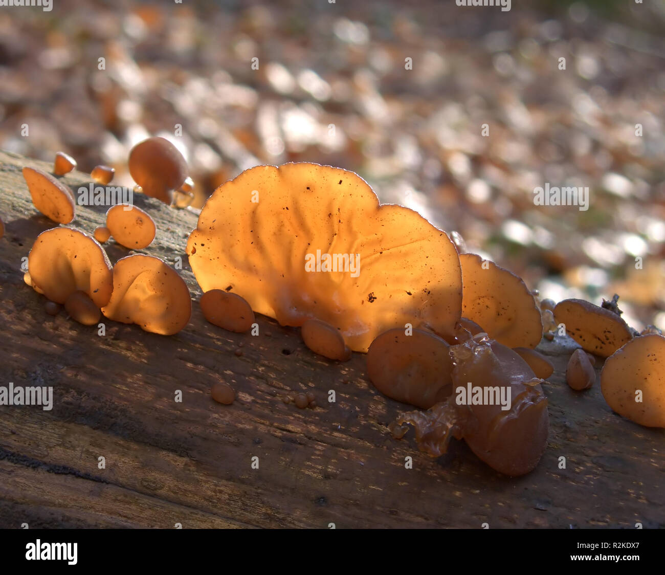 judas ear (2 Stock Photo - Alamy