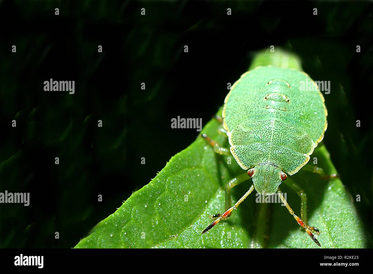 green shield bug Stock Photo - Alamy