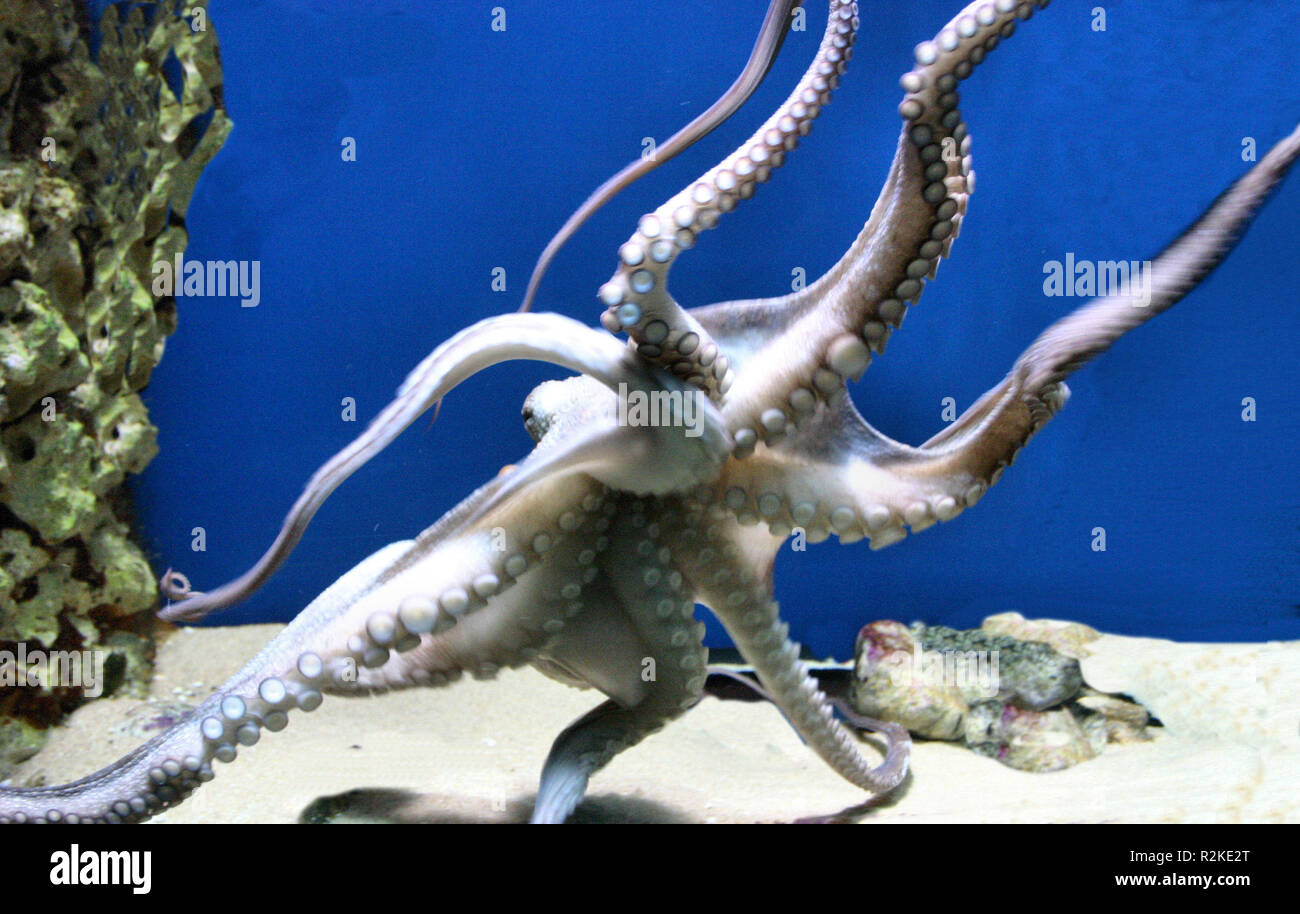 Saugkna pfe hi-res stock photography and images - Alamy