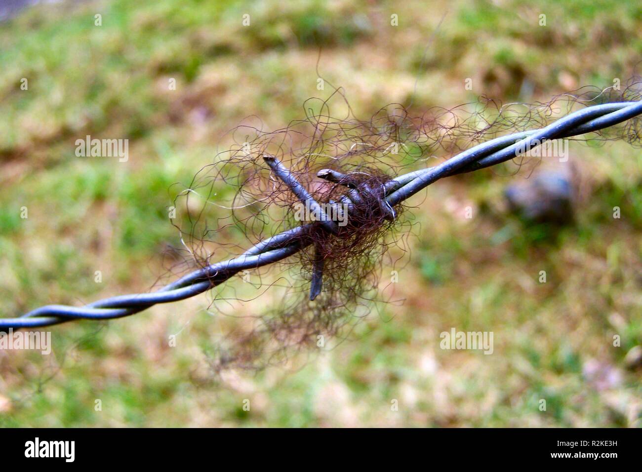 Wire hairs hi-res stock photography and images - Alamy