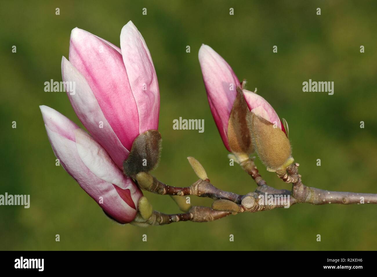 Magnolia ii hi-res stock photography and images - Alamy