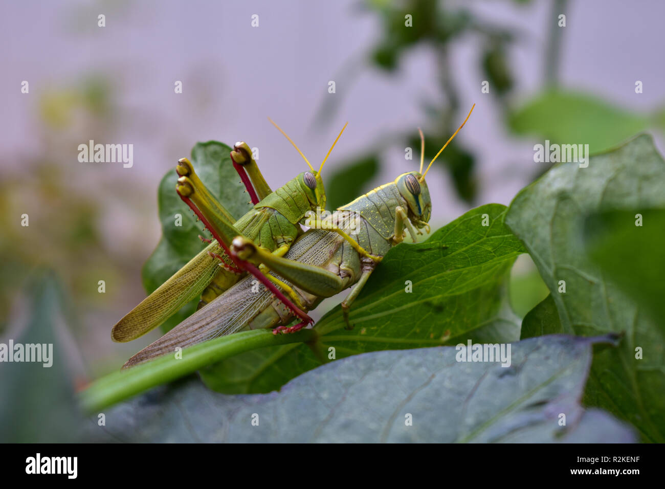 Big green grasshoppers mating on a leaf Stock Photo - Alamy