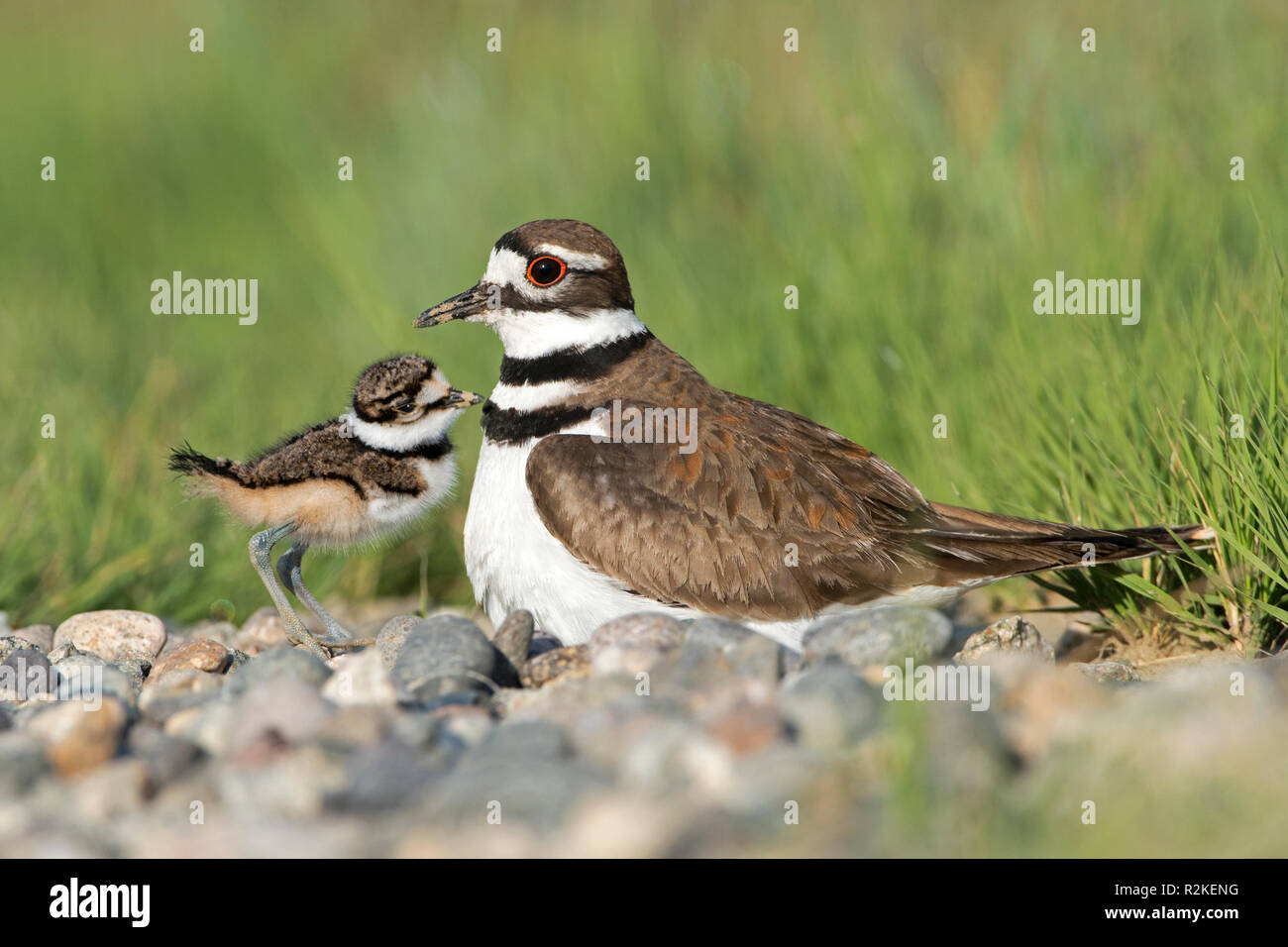 Killdeer Chicks
