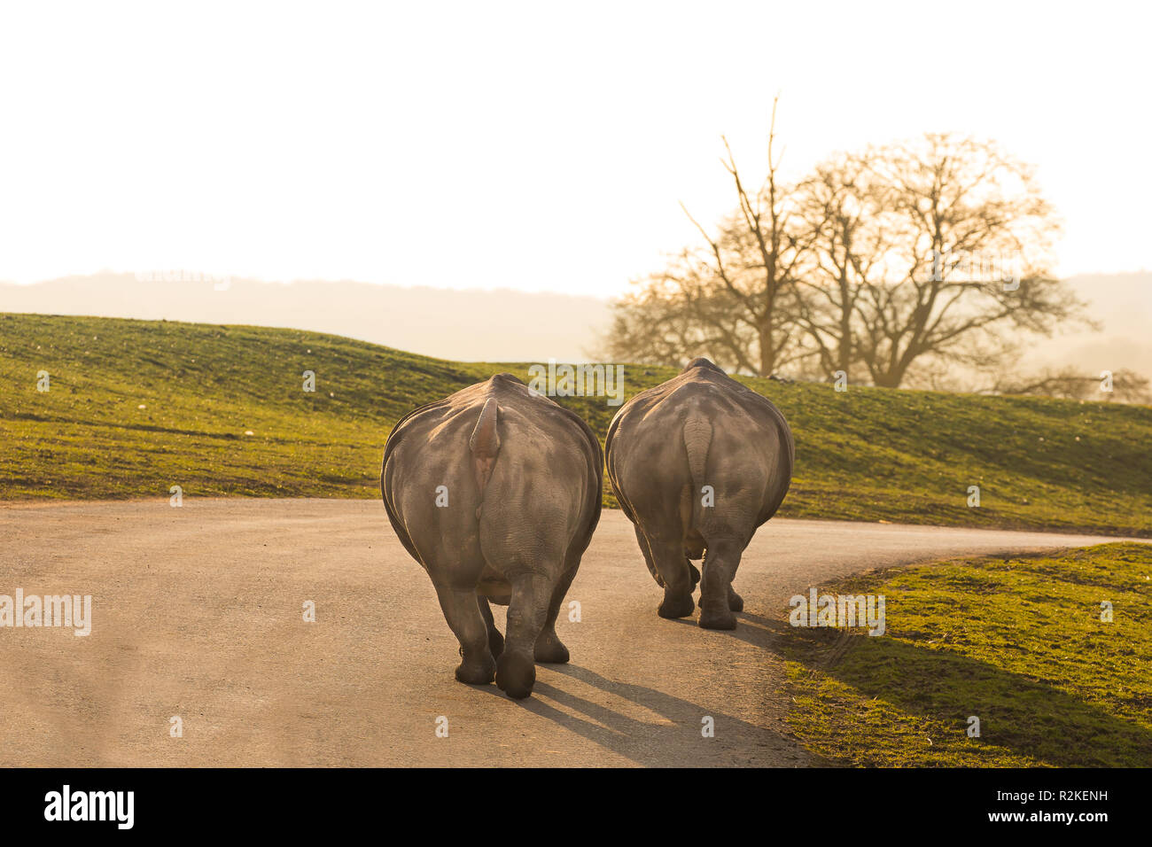 Comical rear view of two rhinos walking away on road in evening ...