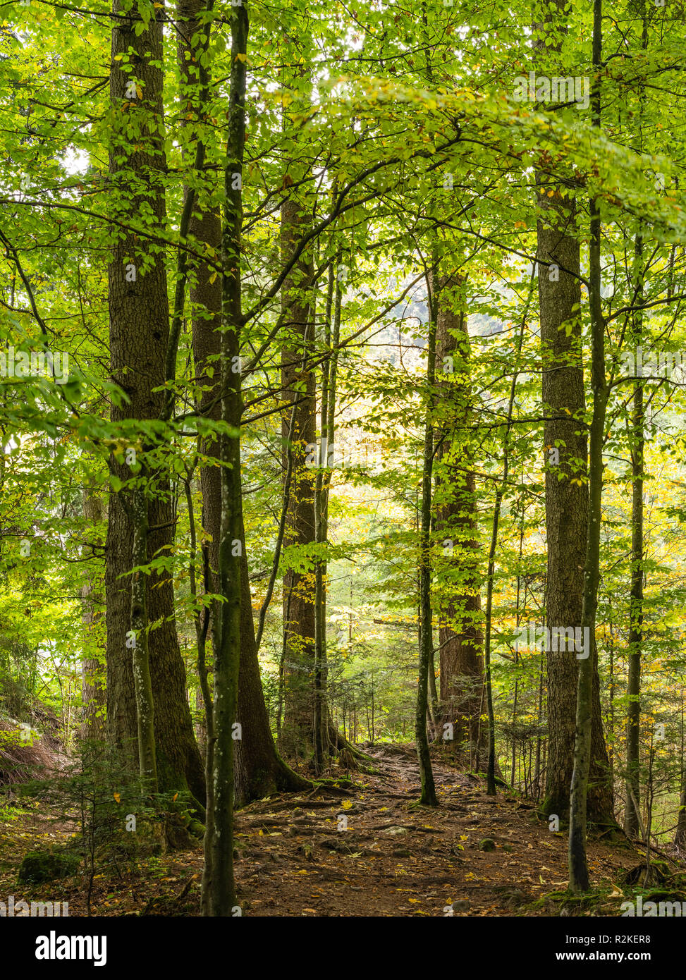 Thin forest hi-res stock photography and images - Alamy