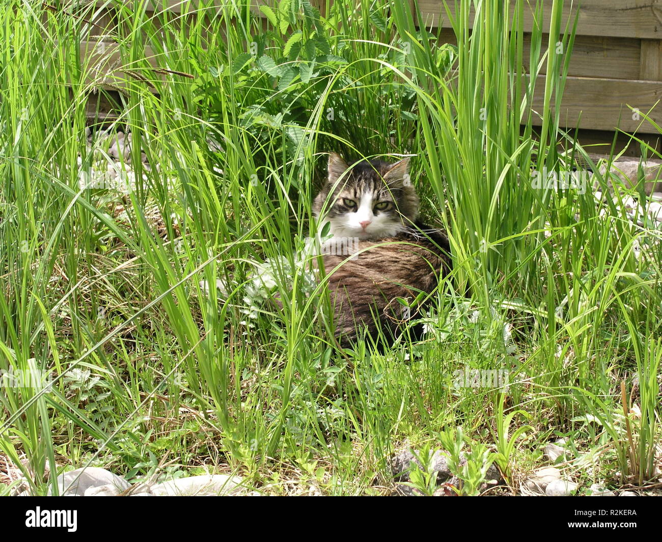 Reed gardens hi-res stock photography and images - Alamy