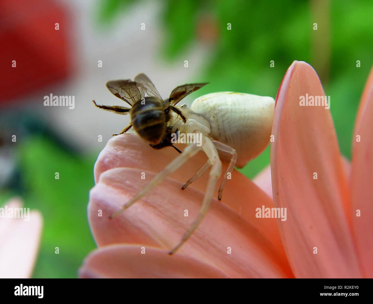 Spider gerbera hi-res stock photography and images - Alamy