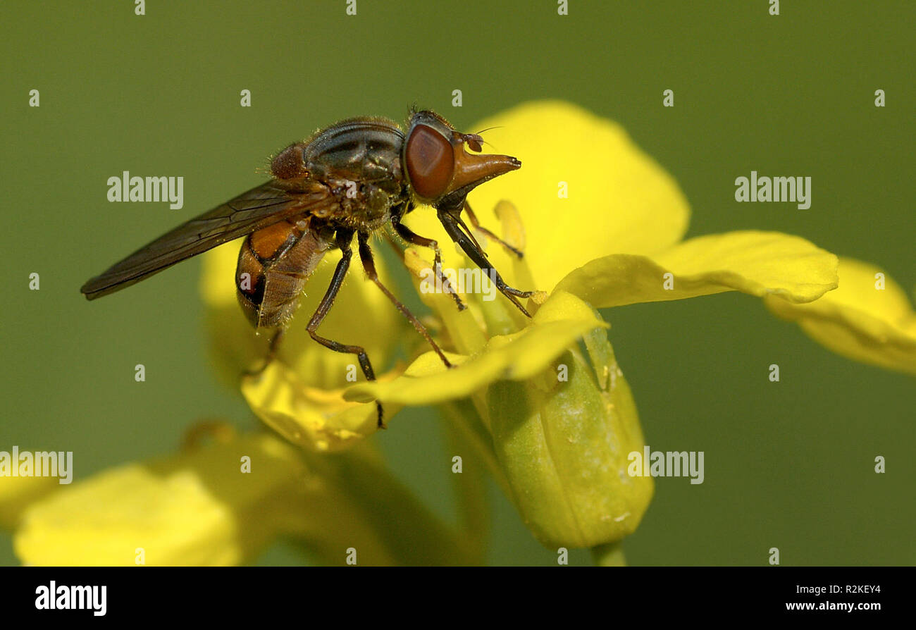 the cone fly fueling biodiesel Stock Photo - Alamy