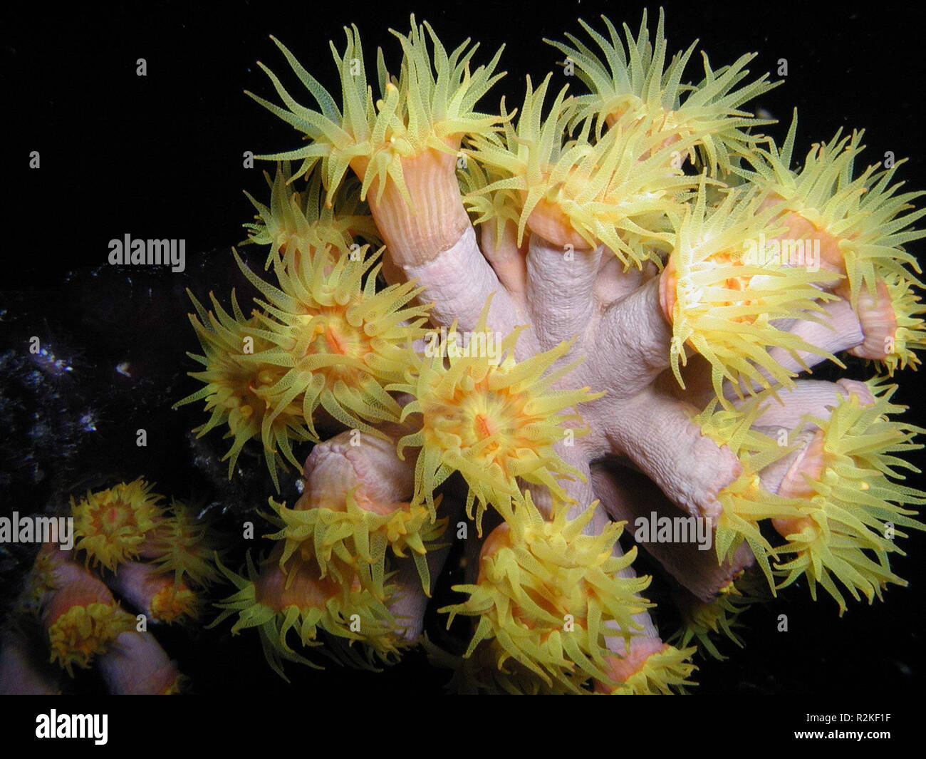 yellow cup coral (tubastrea Stock Photo - Alamy