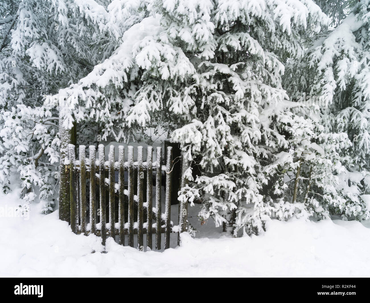 Frost tree gate hi-res stock photography and images - Alamy