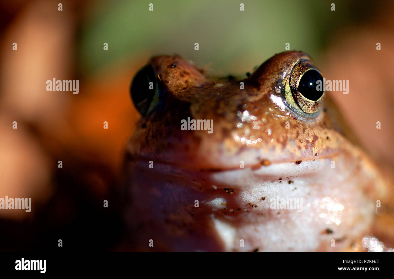Shy frog hi-res stock photography and images - Alamy