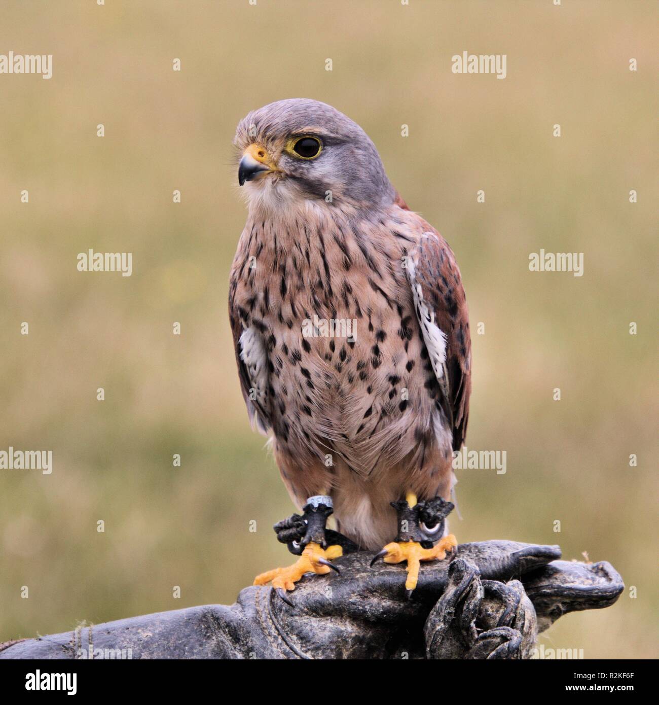 A picture of a Kestrel in a tree Stock Photo - Alamy