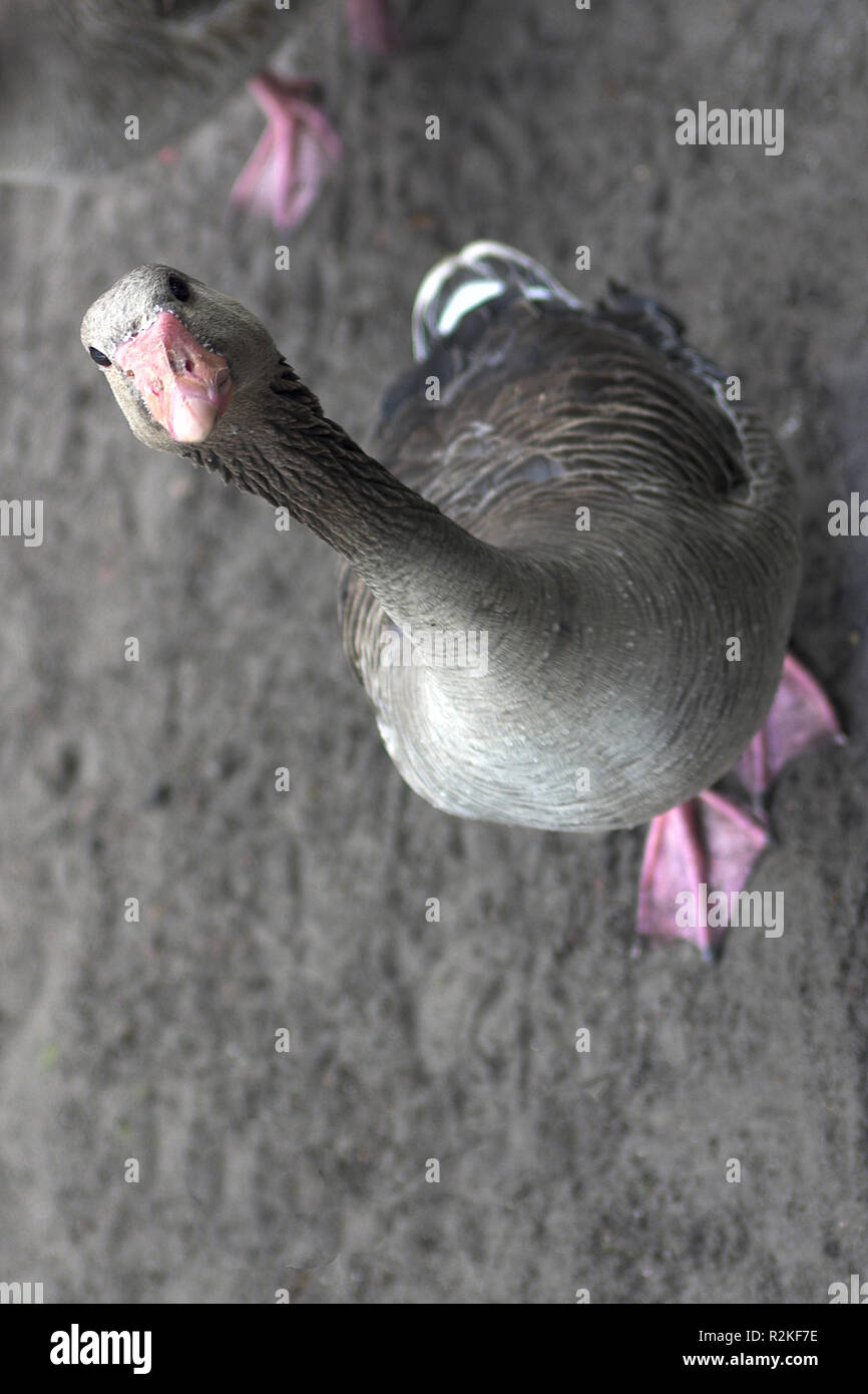 Black neck ring bird hi-res stock photography and images - Alamy