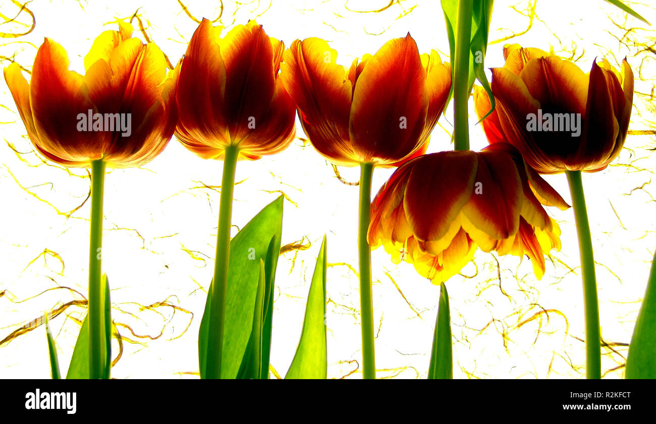 Dazzling flower garden hi-res stock photography and images - Alamy