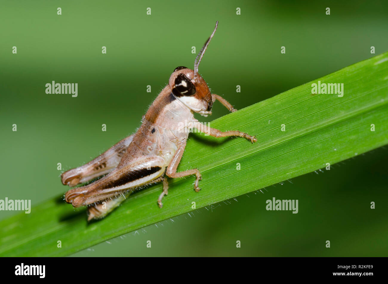 Keeler's Spur-throat Grasshopper, Melanoplus keeleri, nymph Stock Photo ...