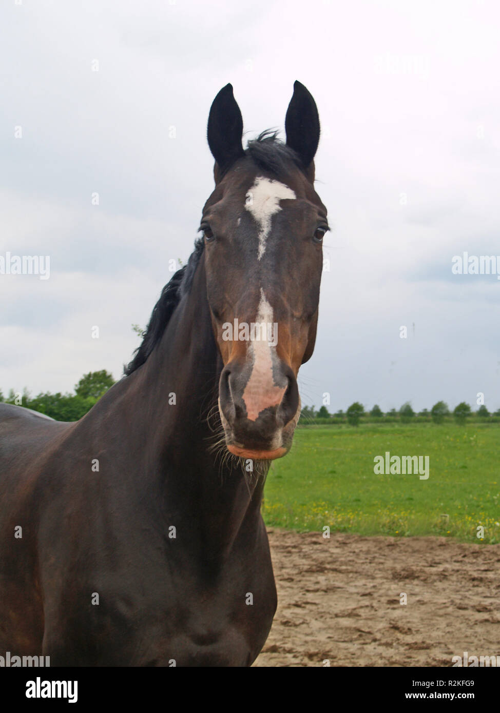 Oldenburger horse hi-res stock photography and images - Alamy
