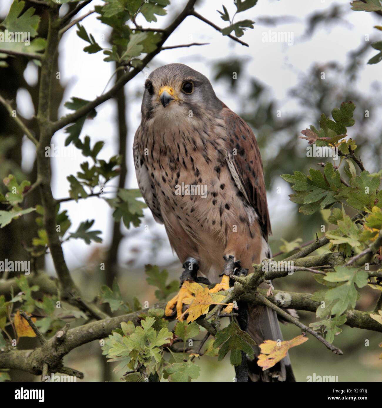 A picture of a Kestrel in a tree Stock Photo - Alamy