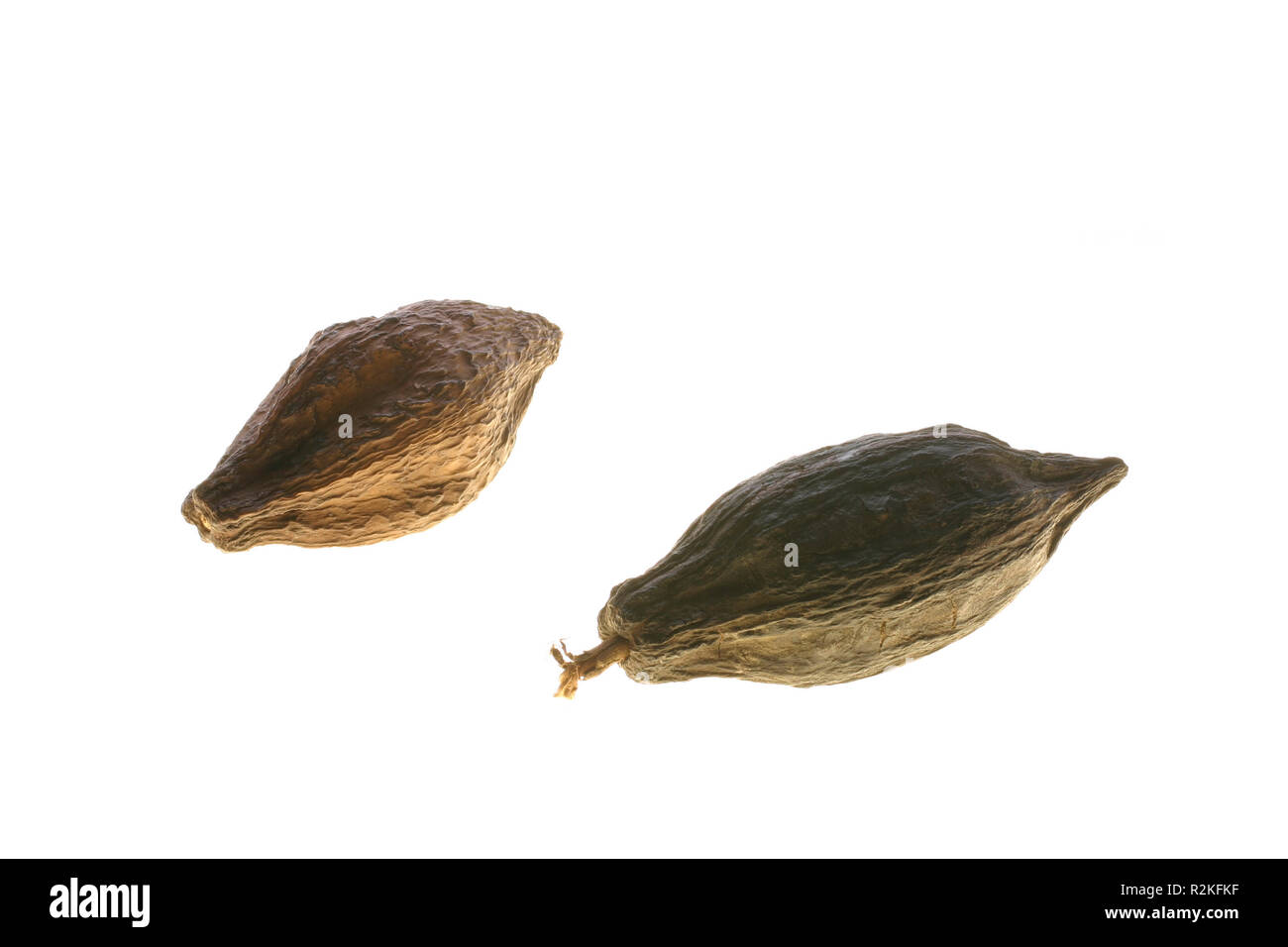 Cocoa tree plant Cut Out Stock Images & Pictures - Alamy