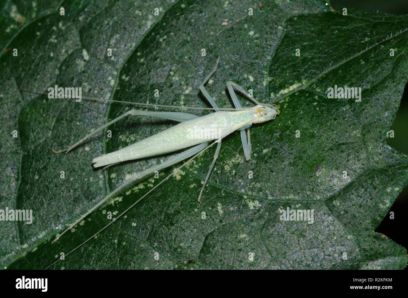 Tree cricket hi-res stock photography and images - Alamy